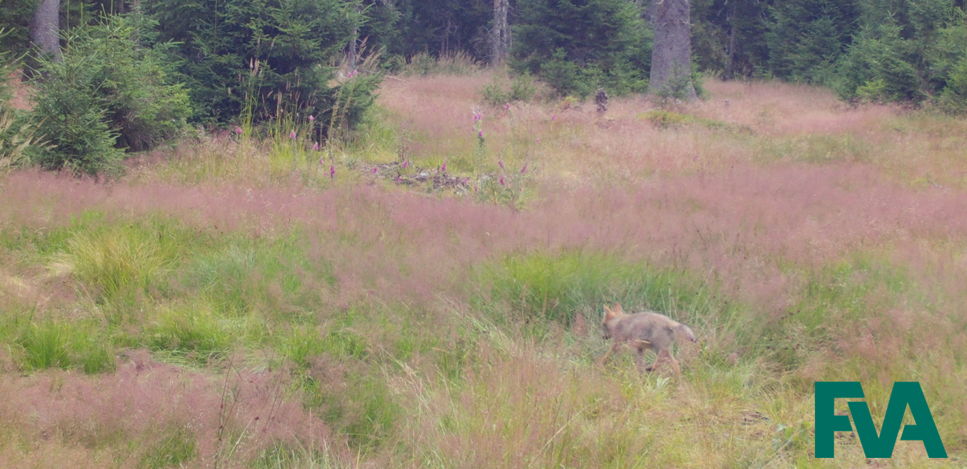 Fotofallenbild zeigt Wolfswelpen im Schwarzwald | Staatsanzeiger BW
