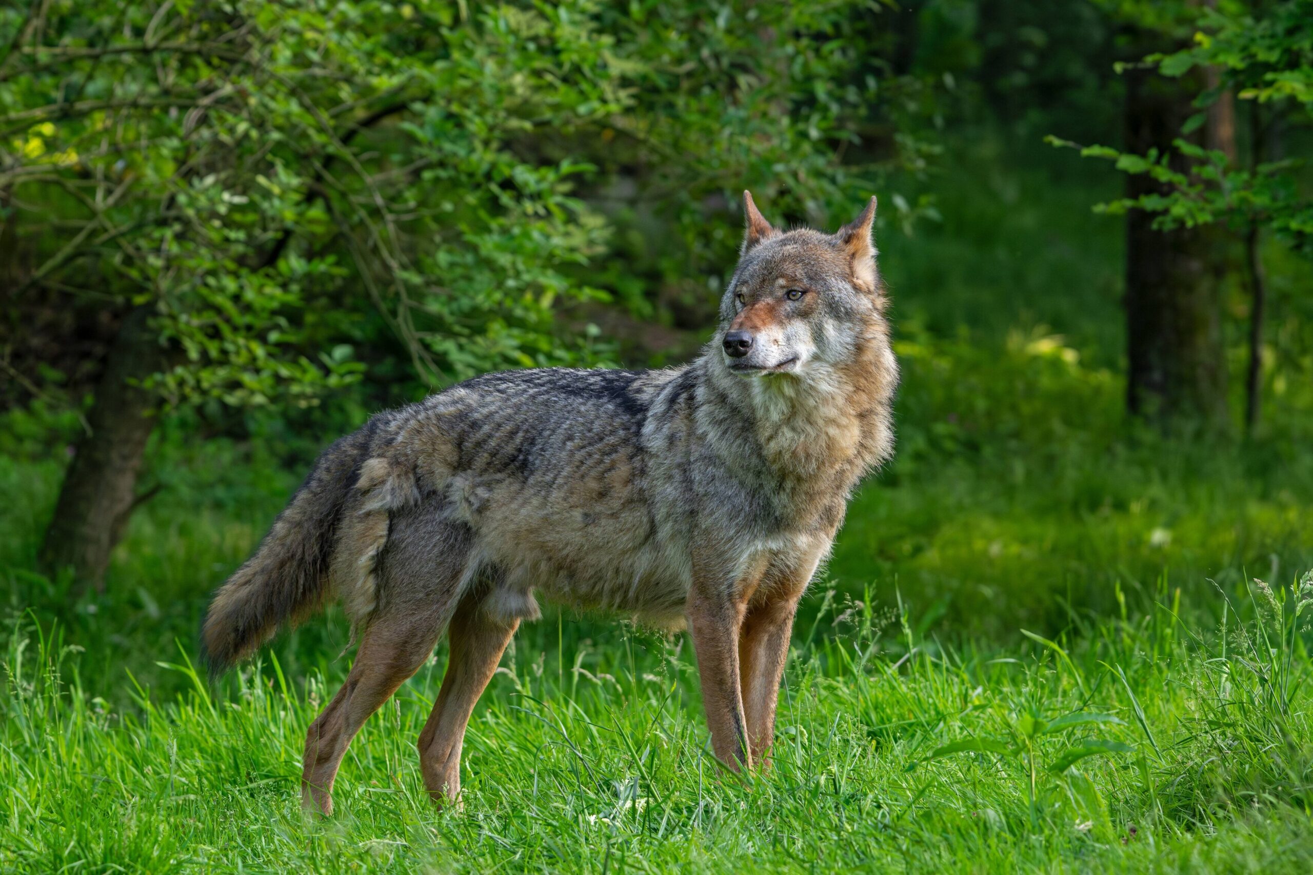 Auffälliger Wolf muss keinen Abschuss befürchten | Staatsanzeiger BW