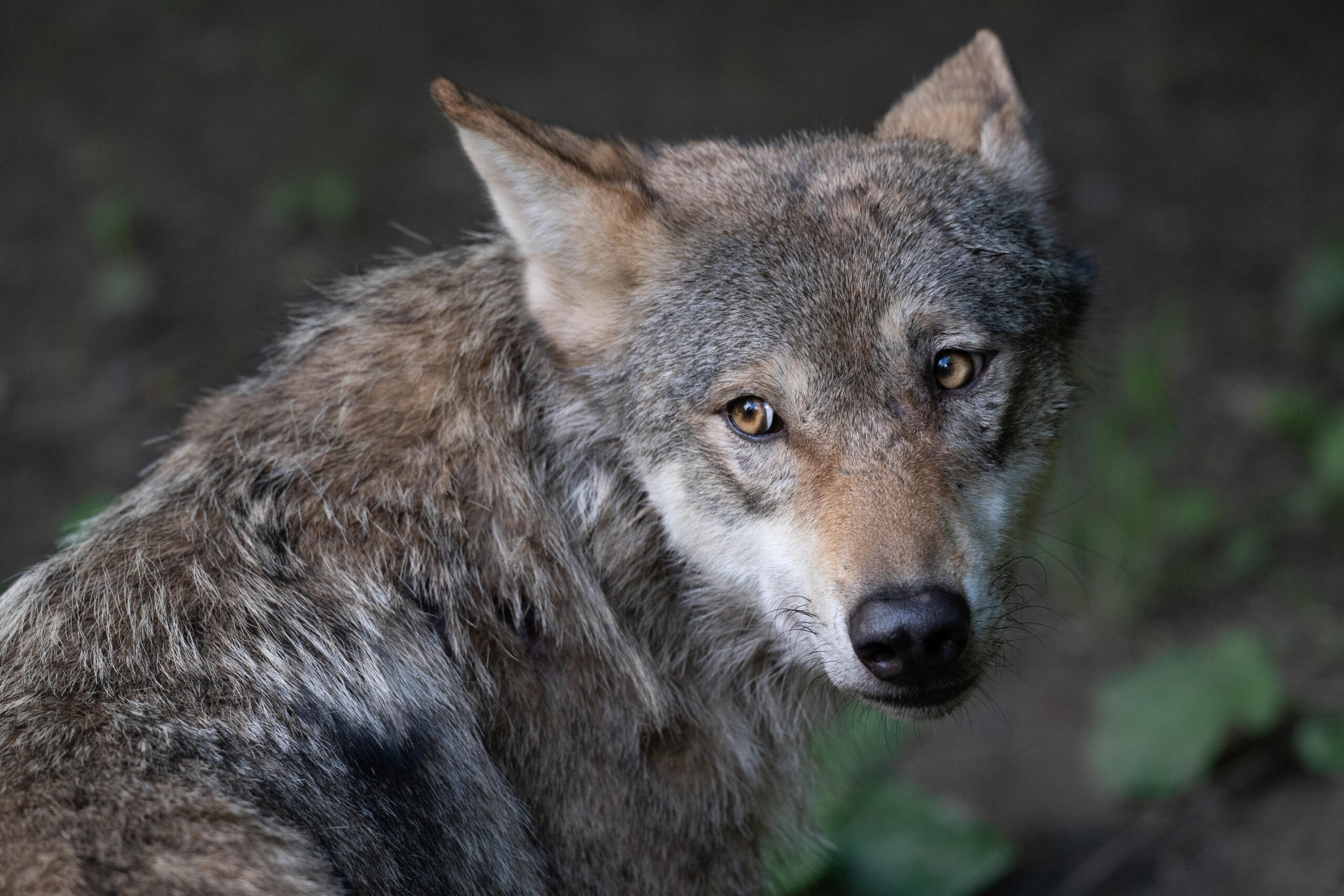 Wolf "GW852m" reißt erneut mehrere Schafe | Staatsanzeiger BW