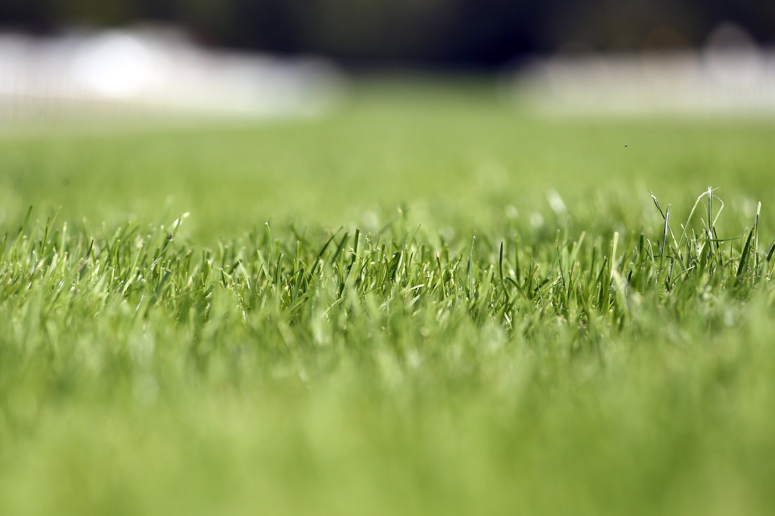 Über der Grasnarbe | Staatsanzeiger BW