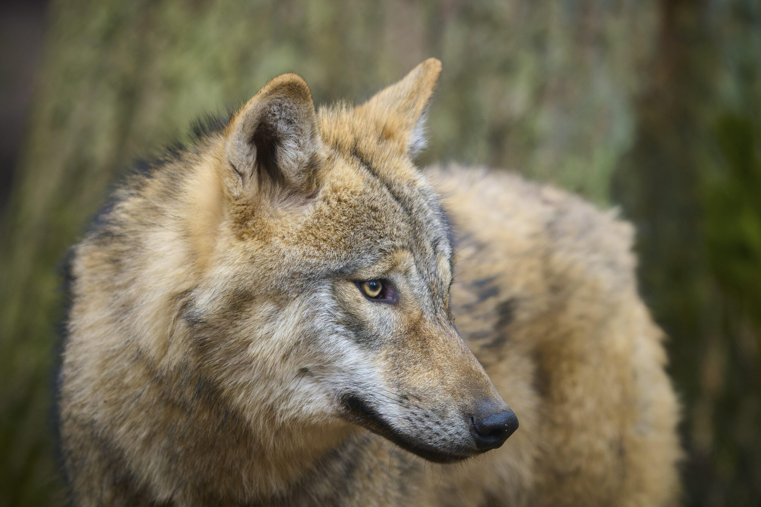 „Die Welt hat sich verändert, seit der Wolf weg war“ | Staatsanzeiger BW