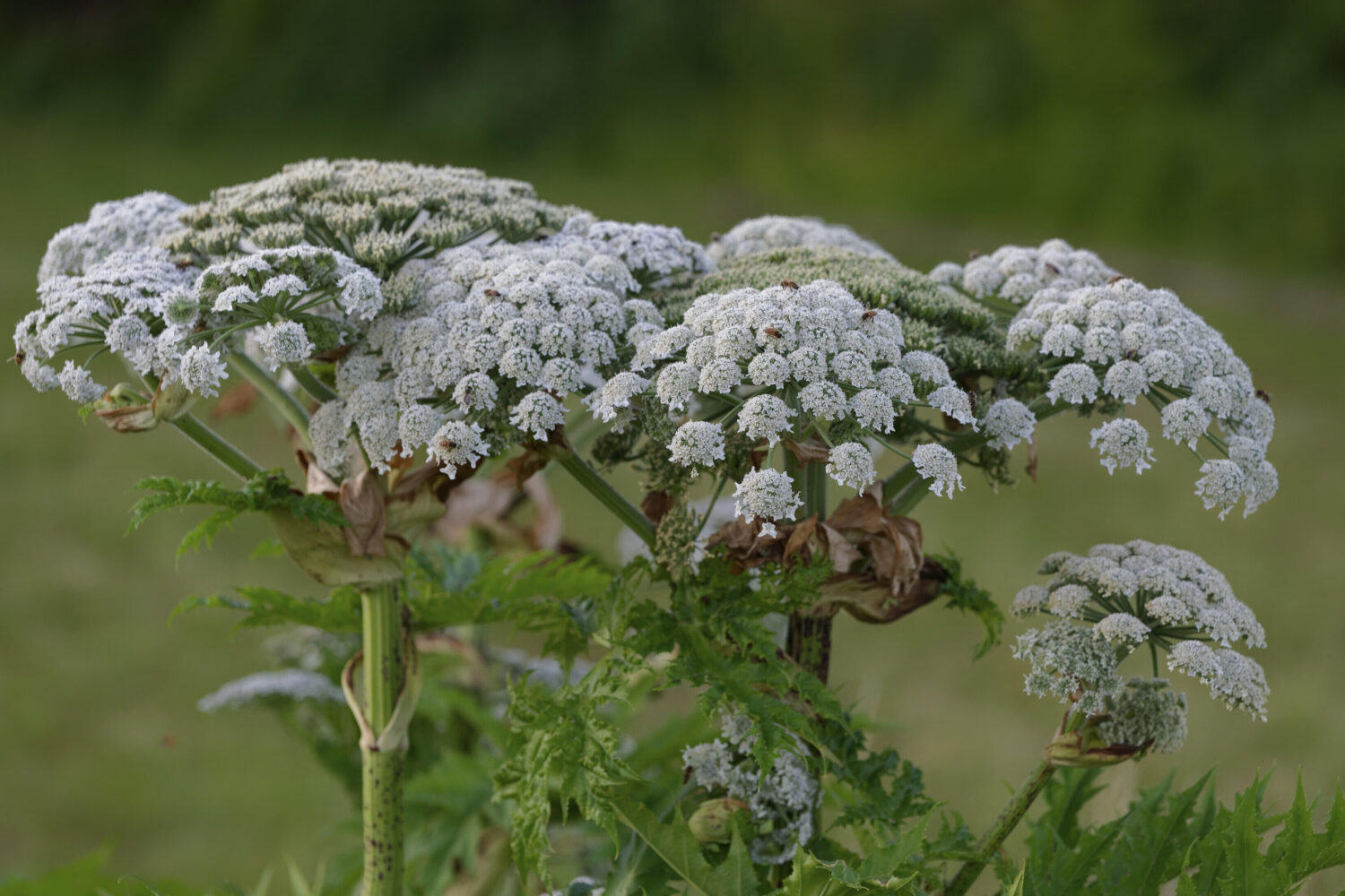 Cheyenne swenson video porn hair varied, bigger, and then