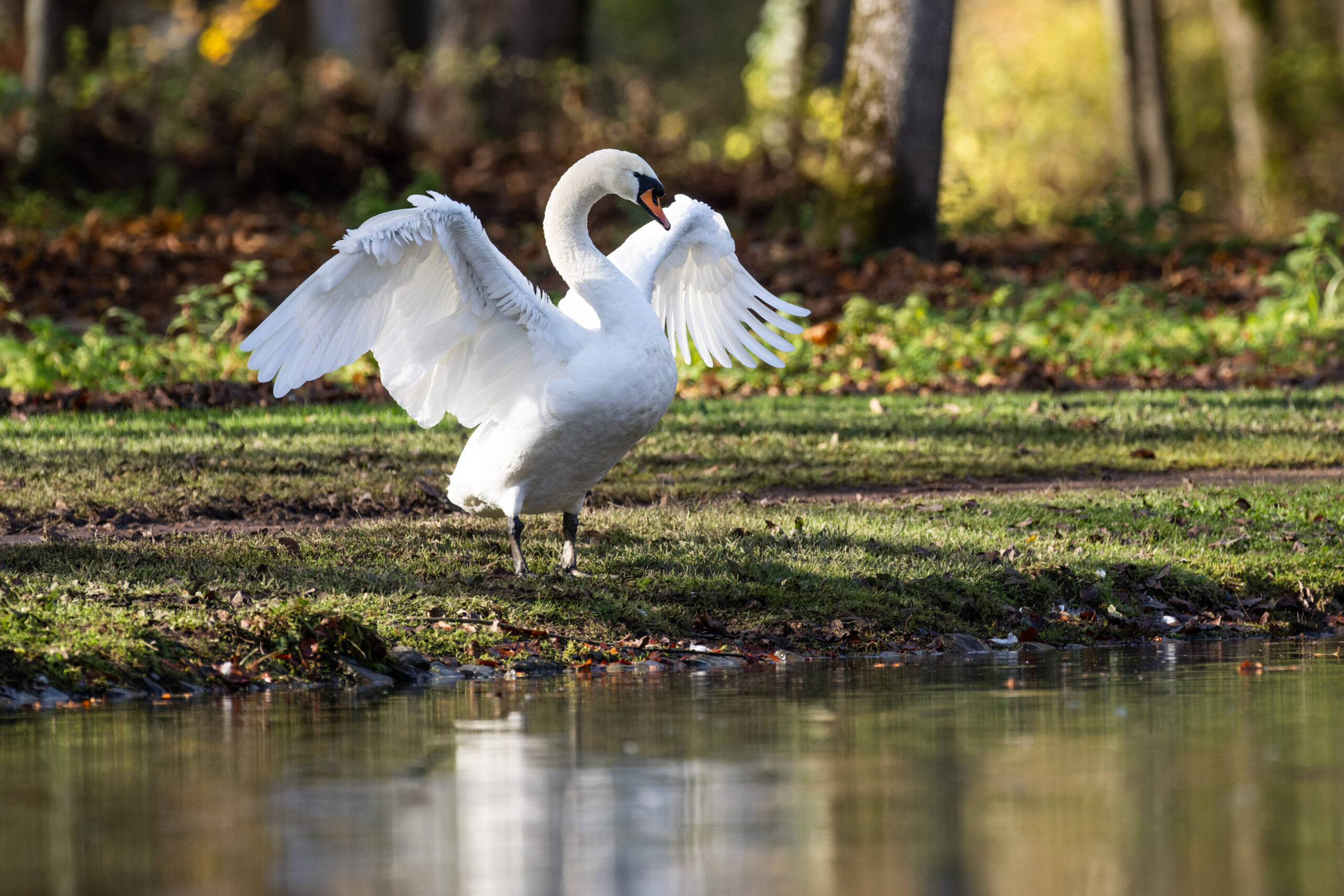 Nächster Fall: Vogelgrippe bei Schwan am Rhein nachgewiesen ...